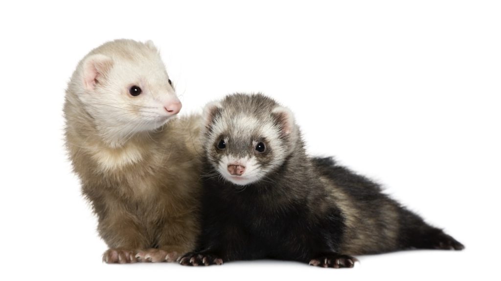 Understanding Ferret Behavior: What Biology Can Tell Us - FerretCages.com
