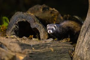 The Different Types of Ferret Breeds: Which One Is Right for You ...
