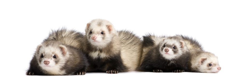 The Lifespan of a Ferret and How to Ensure a Long Life - FerretCages.com