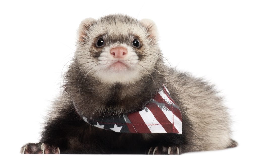 The Different Types of Ferret Breeds: Which One Is Right for You ...