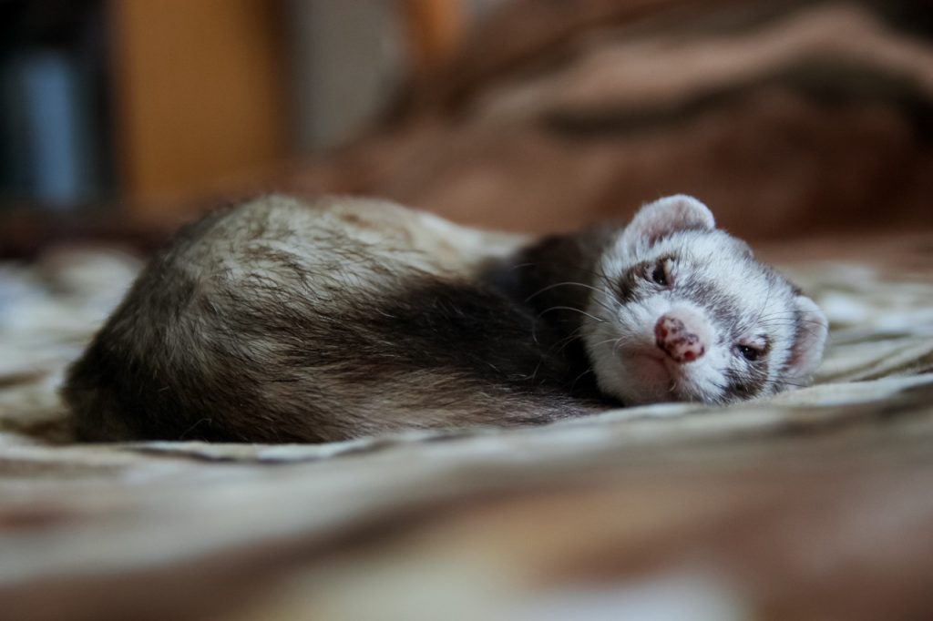 Ferret Reproduction: A Guide to Mating and Pregnancy - FerretCages.com