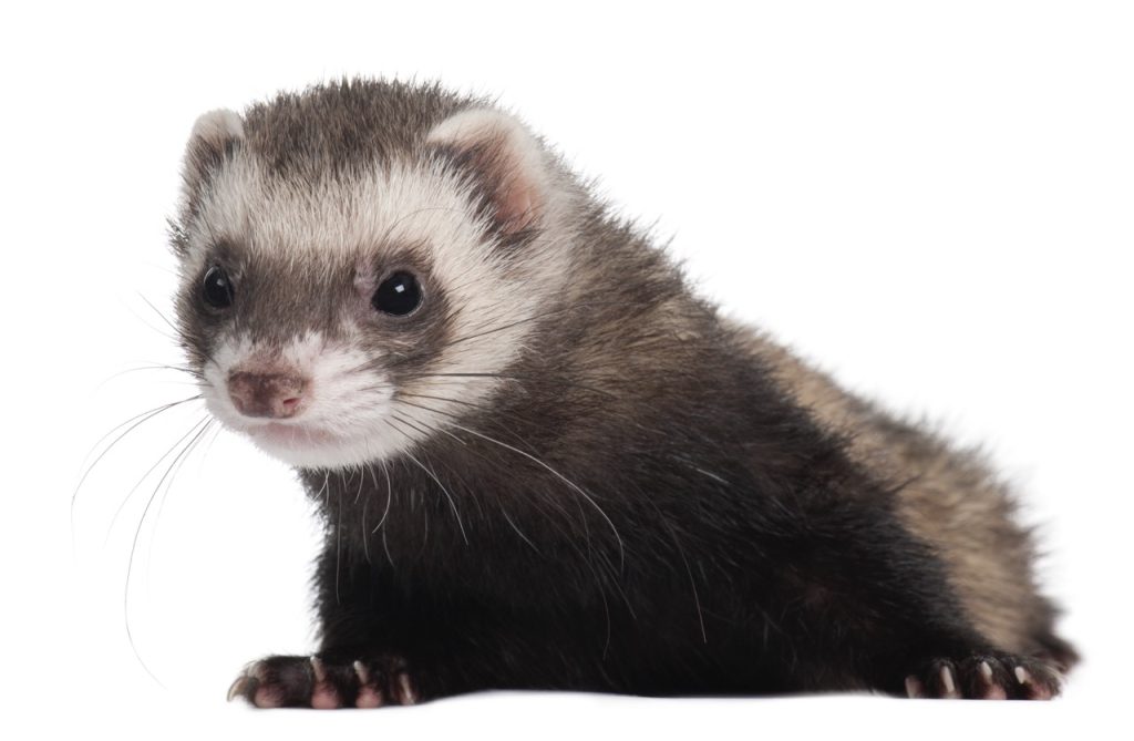 Ferret Growth and Development: From Birth to Adulthood - FerretCages.com