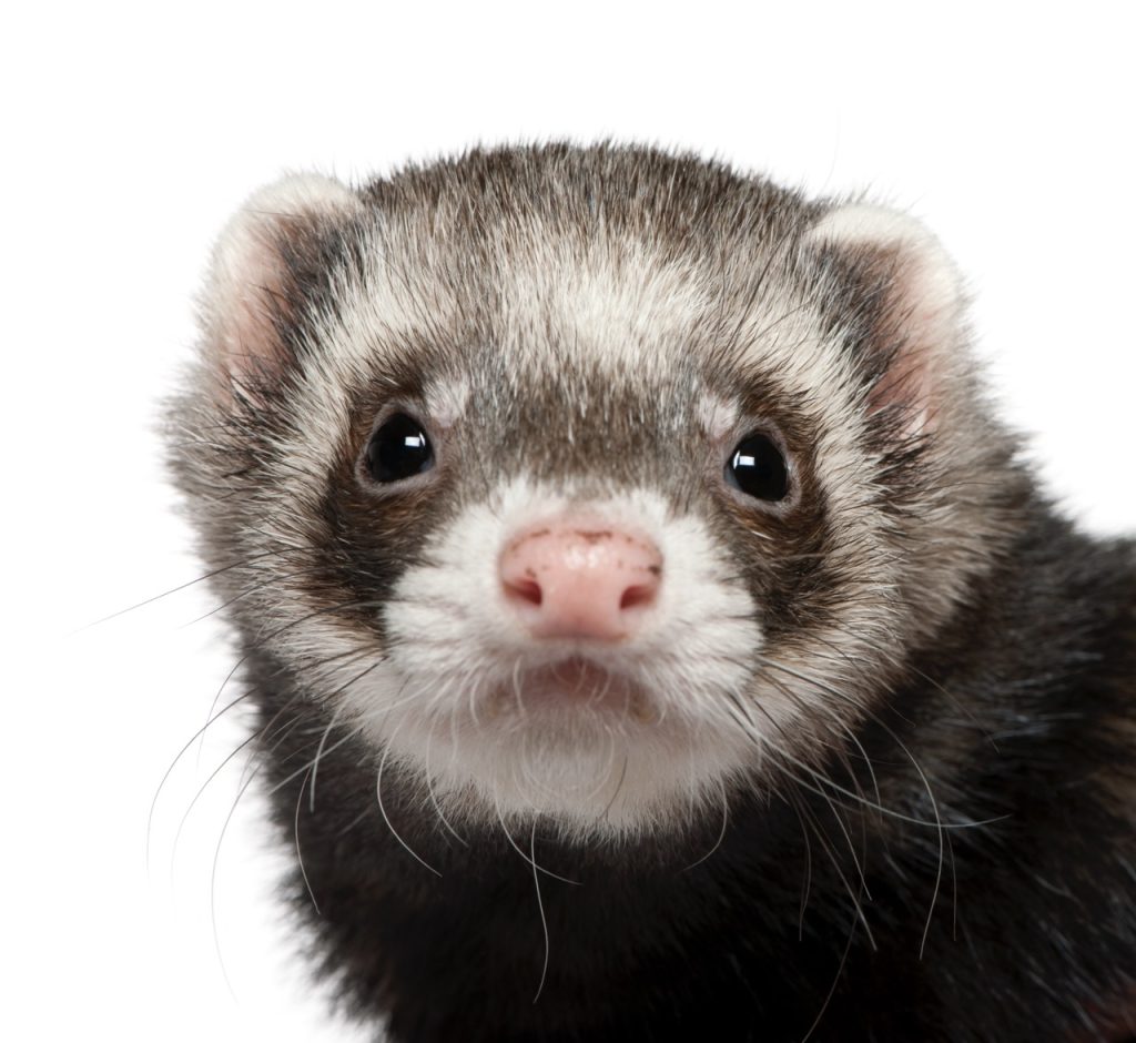 Ferret Behavior Problems: How to Solve Common Issues - FerretCages.com