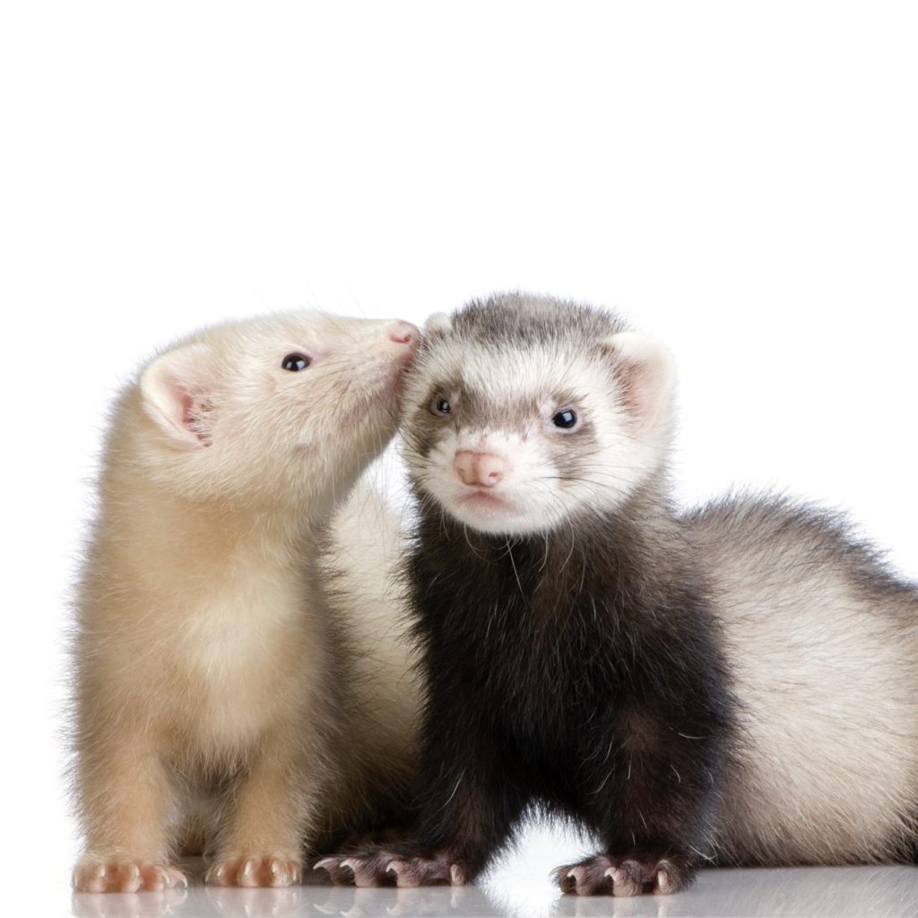 Ferret Reproduction: A Guide to Mating and Pregnancy - FerretCages.com
